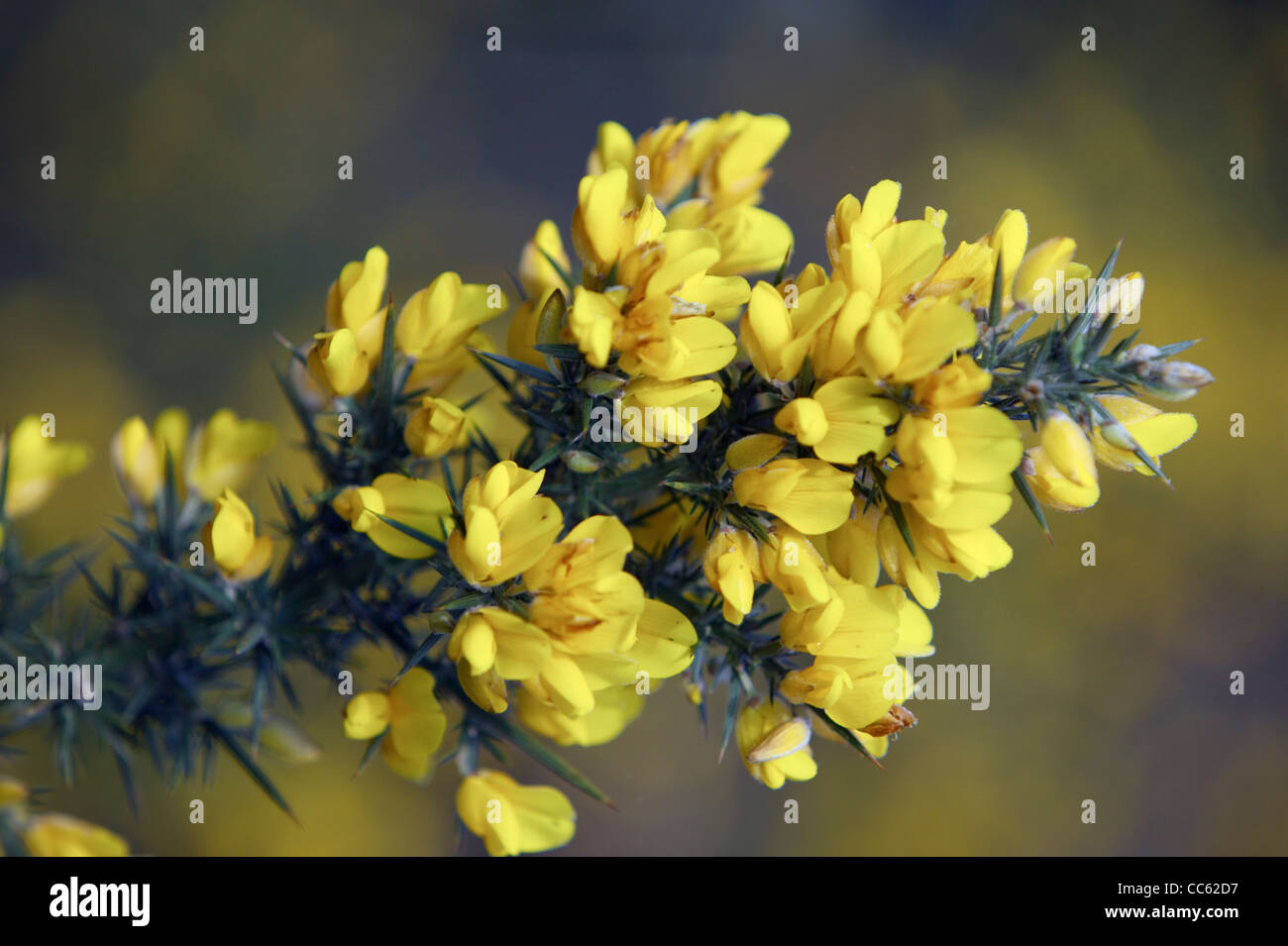 Gorse, Ulex europaeus, flowers Stock Photo - Alamy