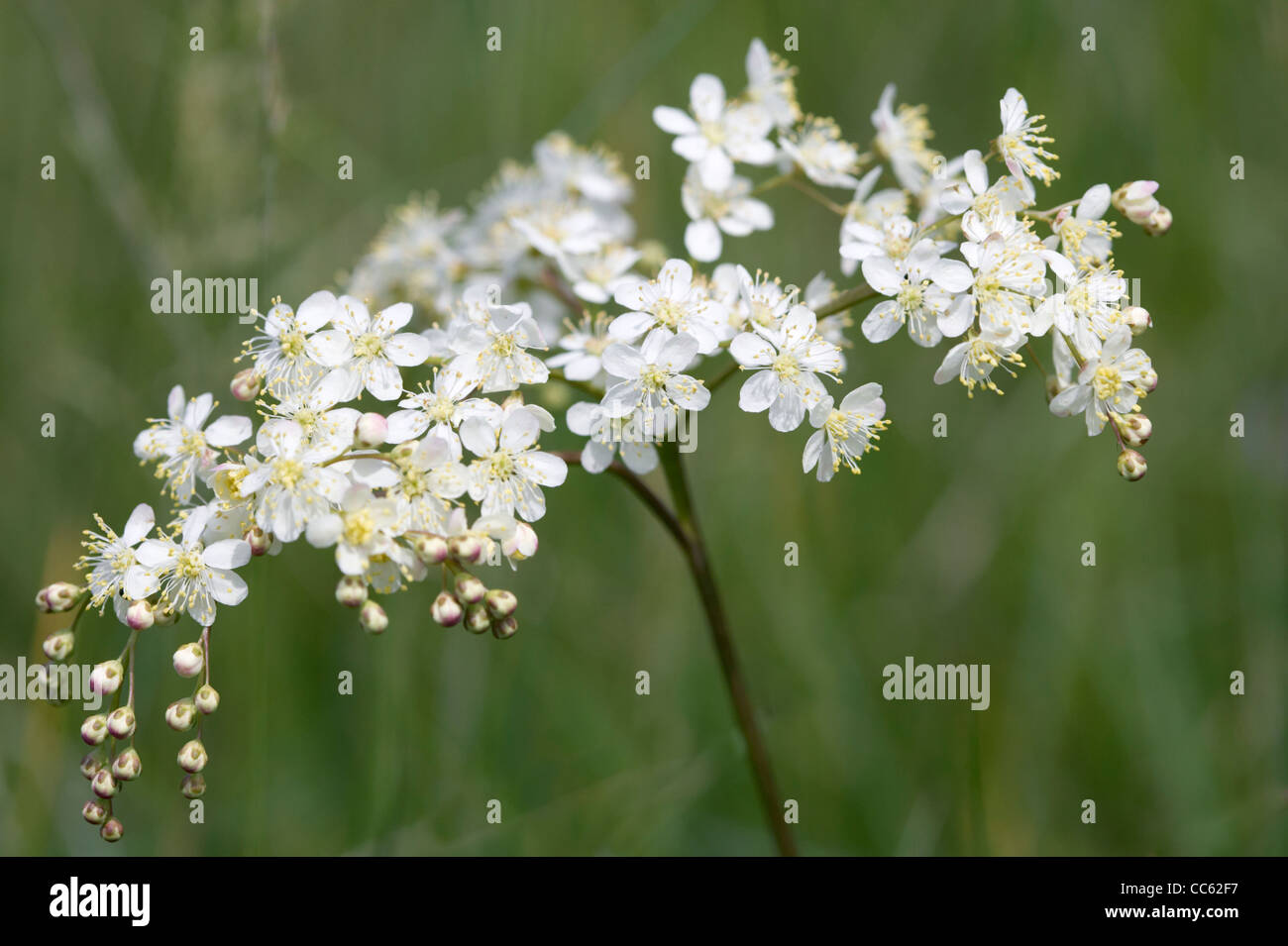 Filipendula vulgaris hi-res stock photography and images - Alamy