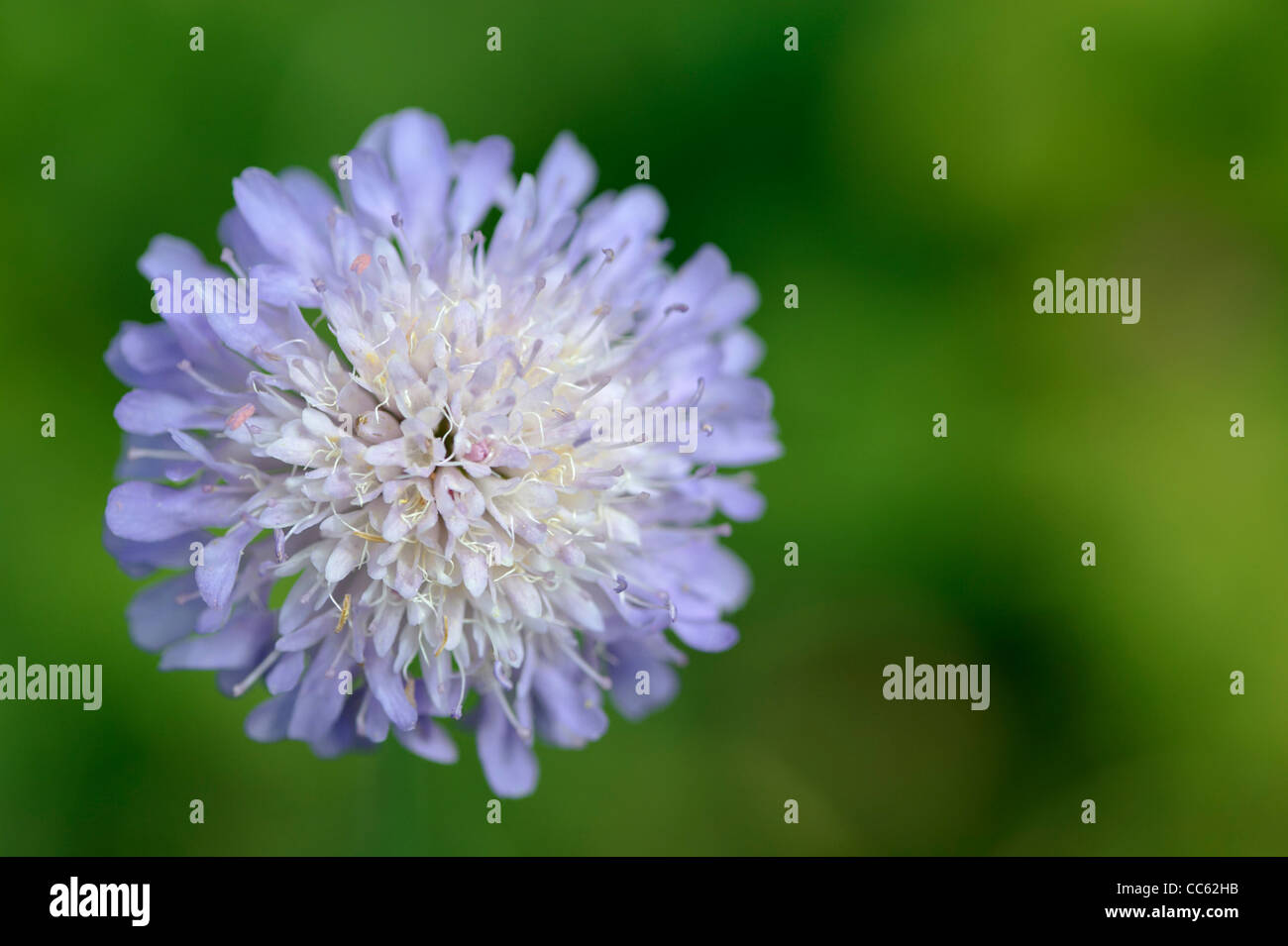 Field Scabious Knautia arvensis flower Stock Photo - Alamy