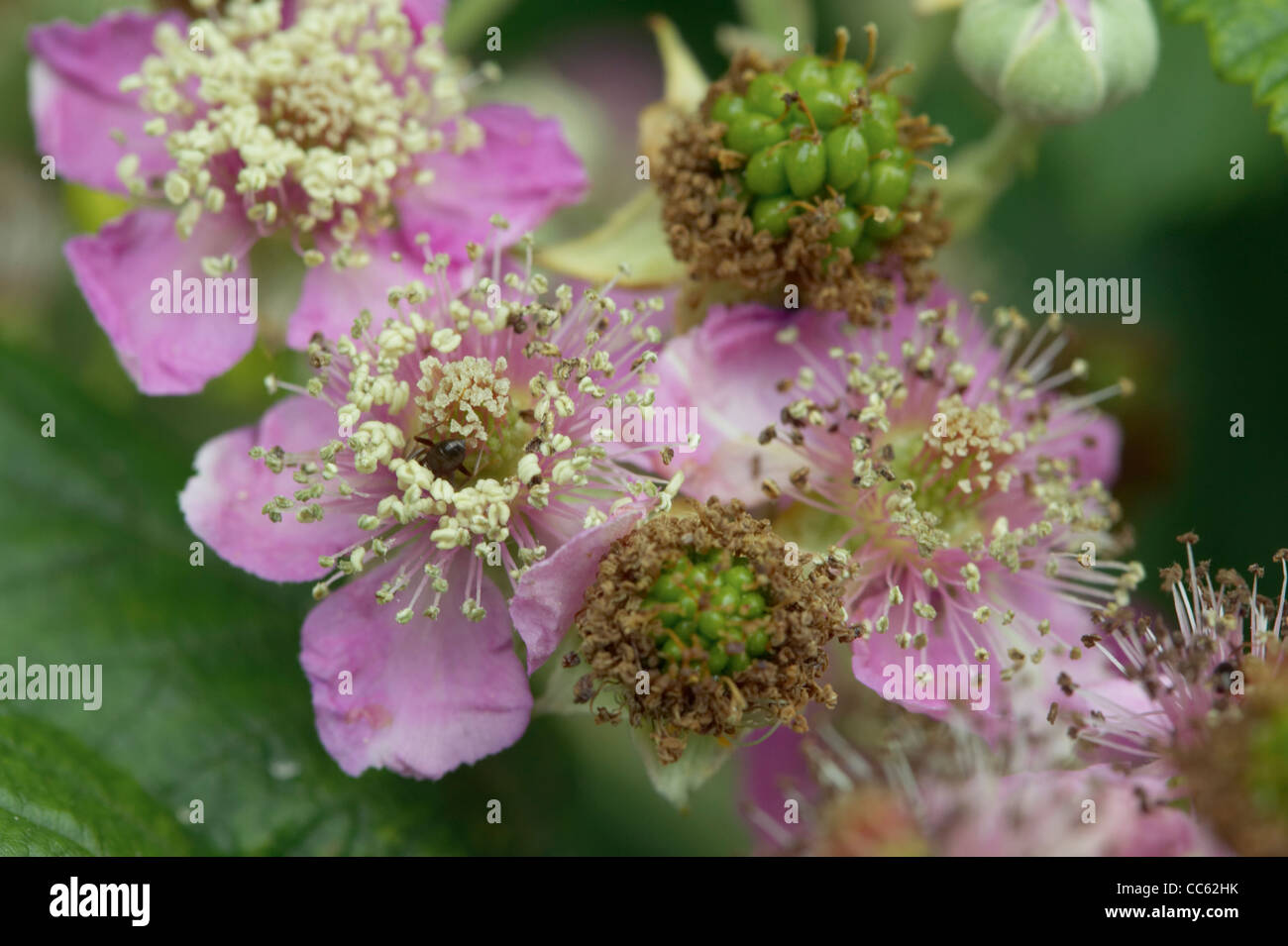 Bramble, Rubus fruticosus, flowers and young forming berries Stock ...