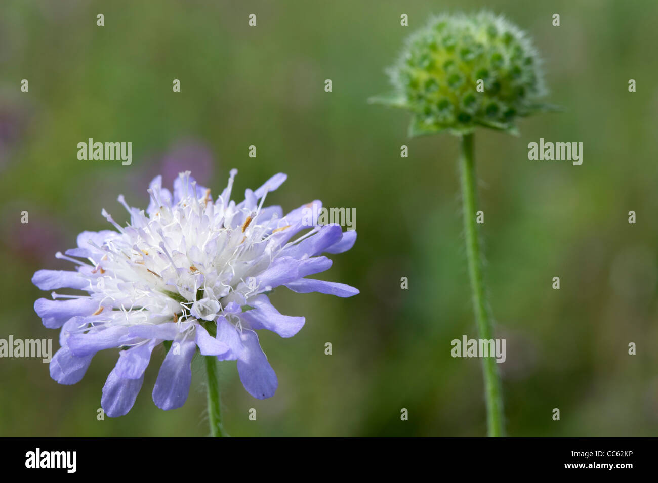 Devils bit scabious seeds hi-res stock photography and images - Alamy