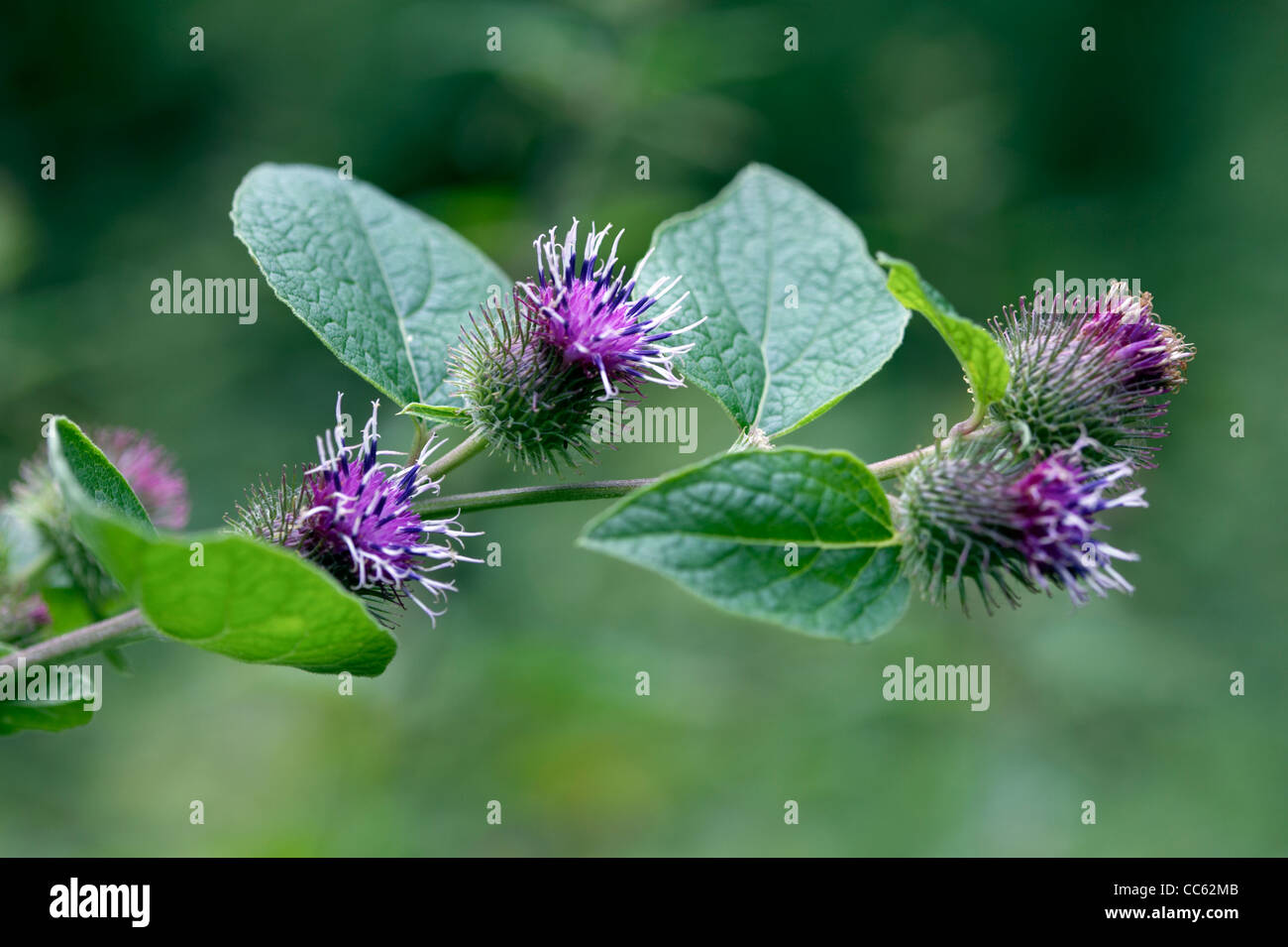 Lesser Burdock, Arctium minus, flowers Stock Photo - Alamy
