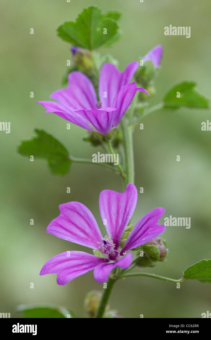 Common Mallow, Malva sylvestris flowers Stock Photo - Alamy