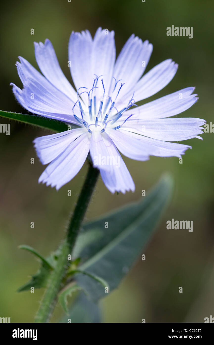 Chicory, Cichorium intybus, flower Stock Photo - Alamy