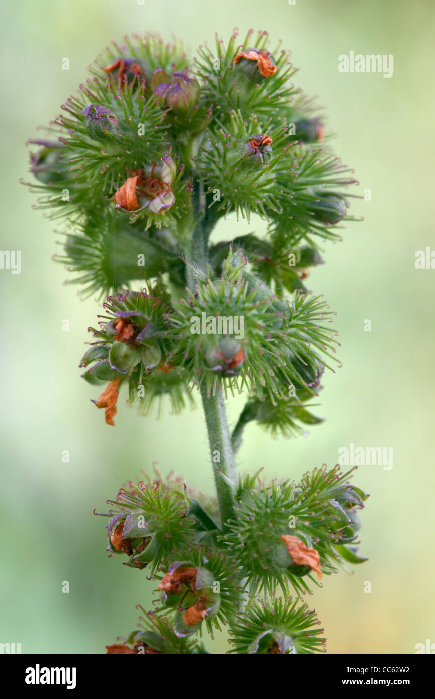 Agrimony, Agrimonia eupatoria, seed heads Stock Photo - Alamy