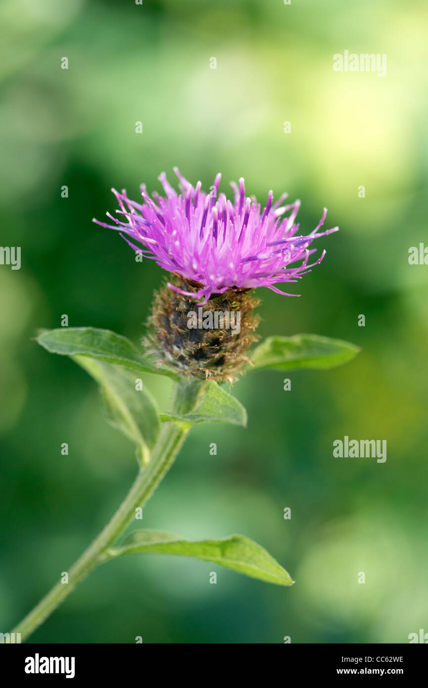 Common knapweed, Centaurea nigra, flower Stock Photo - Alamy