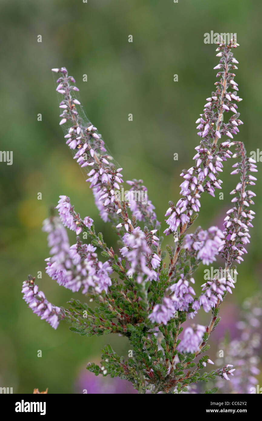 Heather, Calluna vulgaris, flowers Stock Photo - Alamy
