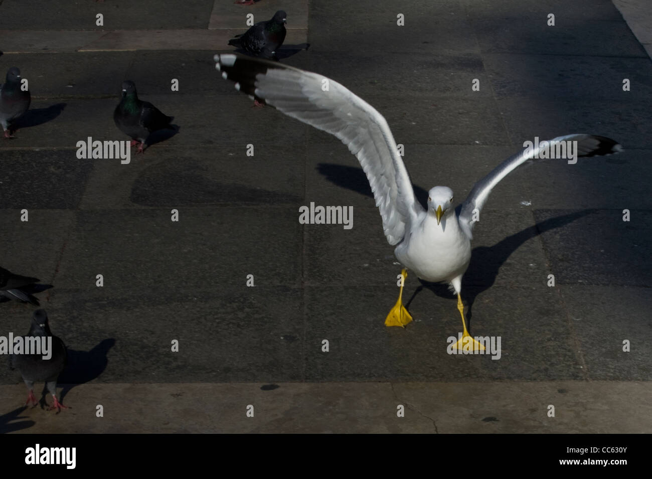 Aggressive seagull hi-res stock photography and images - Alamy