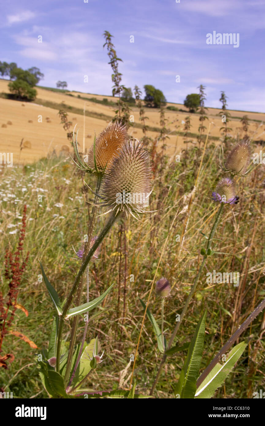 Teasel, Dipsacus fullonum, plant at edge of field showing seed head ...