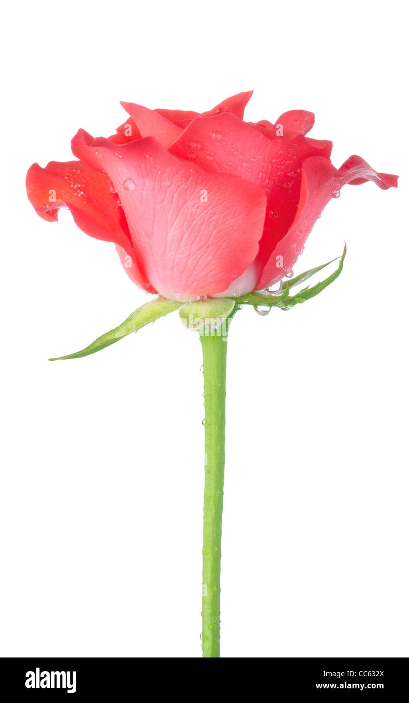Red rose isolated on a white background Stock Photo - Alamy
