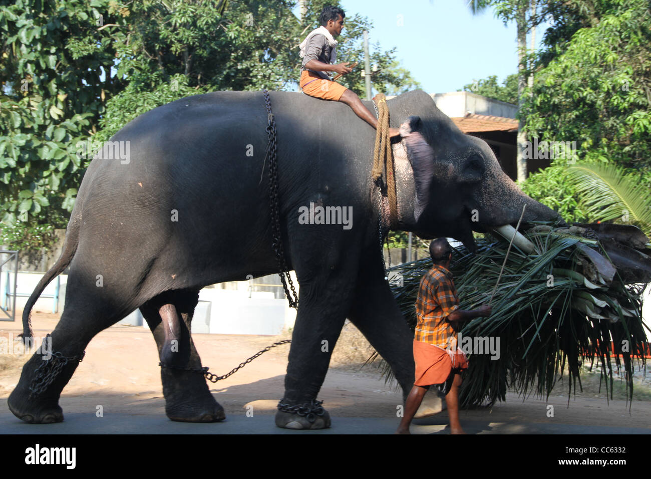 Indian bull elephant doing vegetation hi-res stock photography and ...