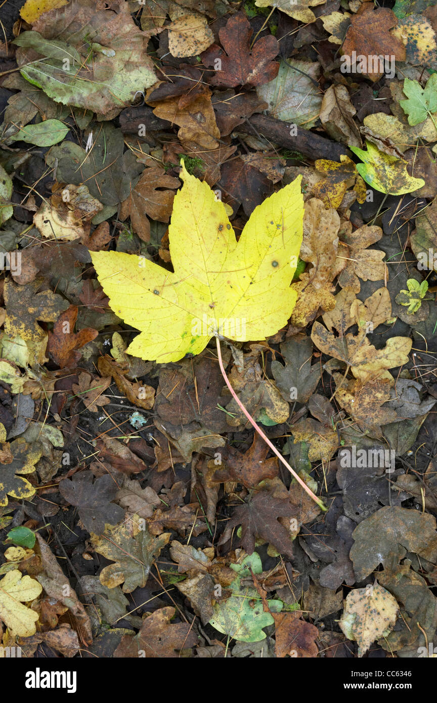 Field Maple Acer campestre leaf on ground showing colour Stock Photo ...