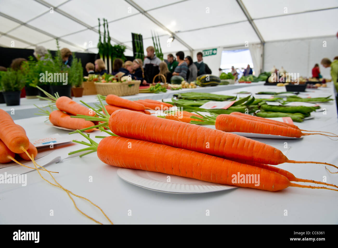 Large carrots on display at food festival Stock Photo - Alamy