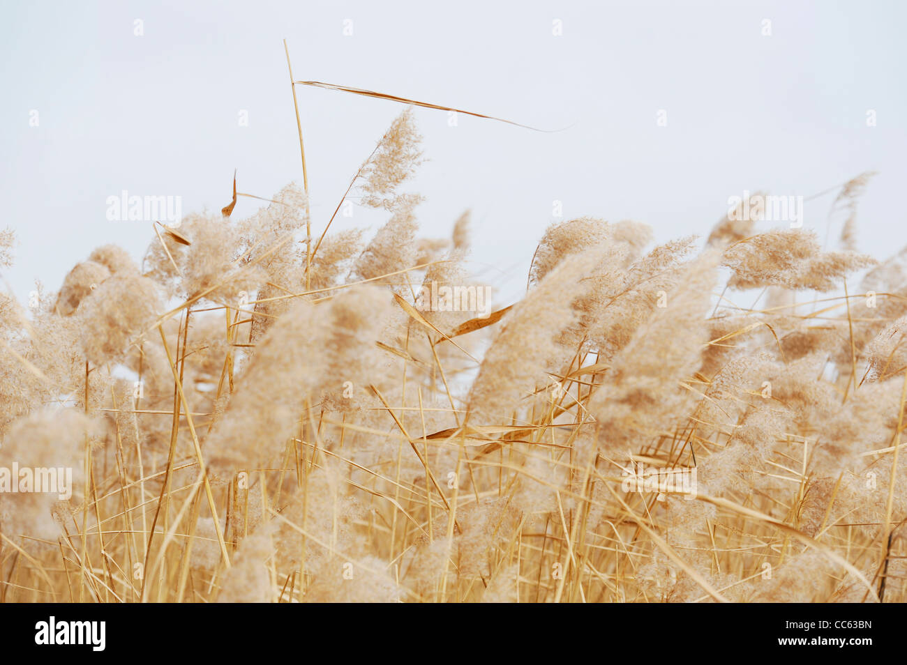 Zhalong Nature Reserve, Qiqihar, Heilongjiang , China Stock Photo - Alamy