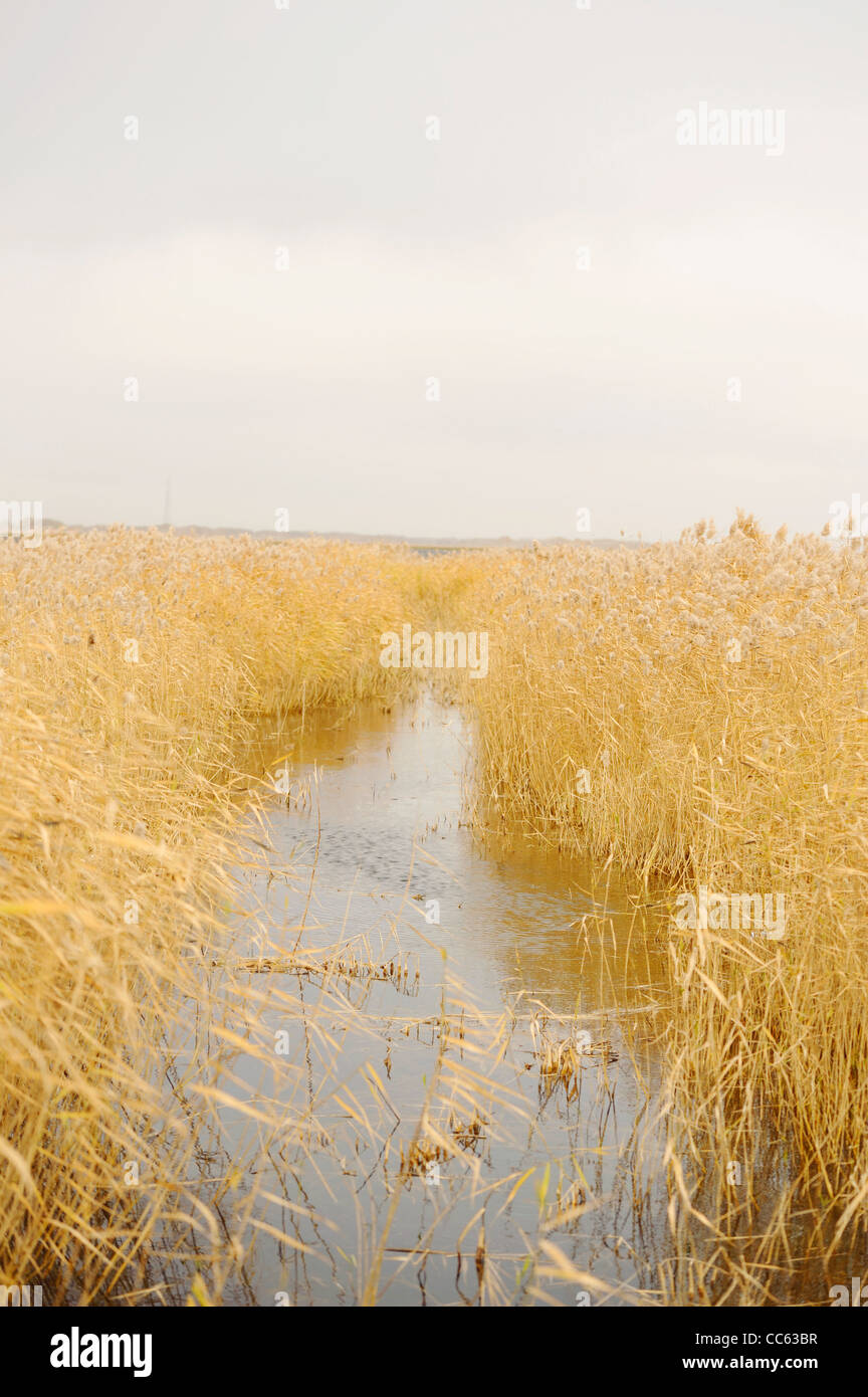 Zhalong Nature Reserve, Qiqihar, Heilongjiang , China Stock Photo - Alamy