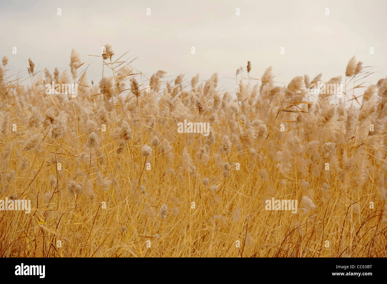 Zhalong Nature Reserve, Qiqihar, Heilongjiang , China Stock Photo - Alamy