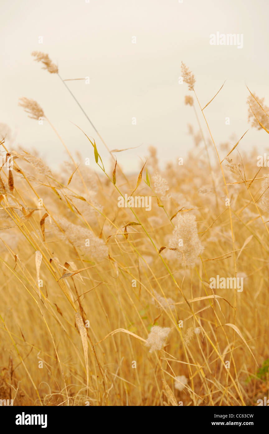 Zhalong Nature Reserve, Qiqihar, Heilongjiang , China Stock Photo - Alamy