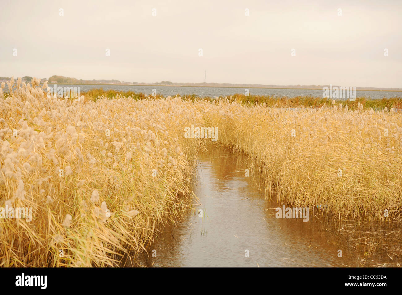 Zhalong wetland reserve hi-res stock photography and images - Alamy