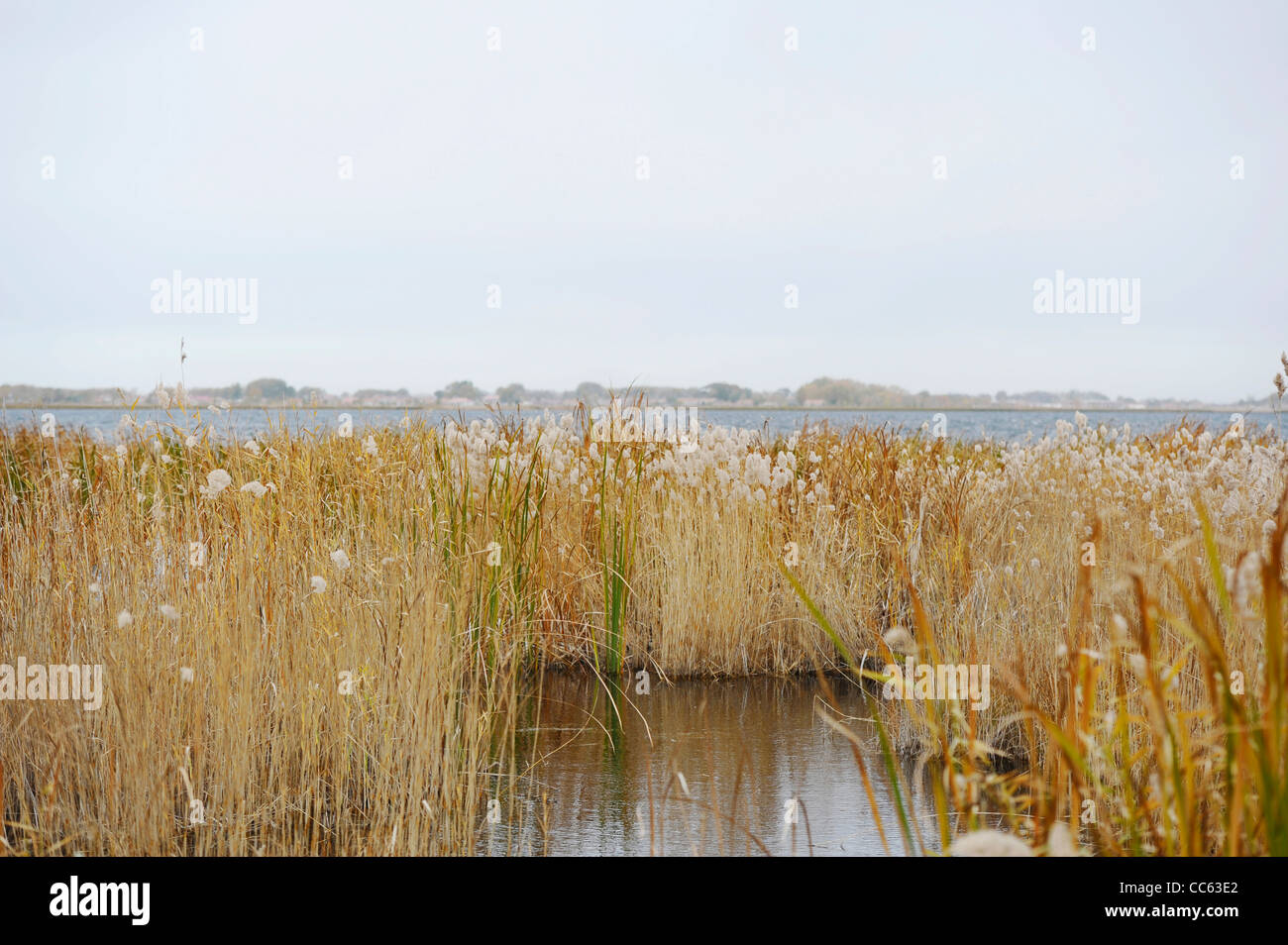 Zhalong wetland reserve hi-res stock photography and images - Alamy