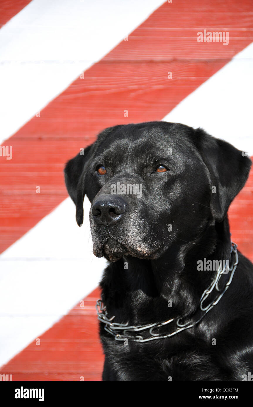 sitting old black Labrador Stock Photo - Alamy