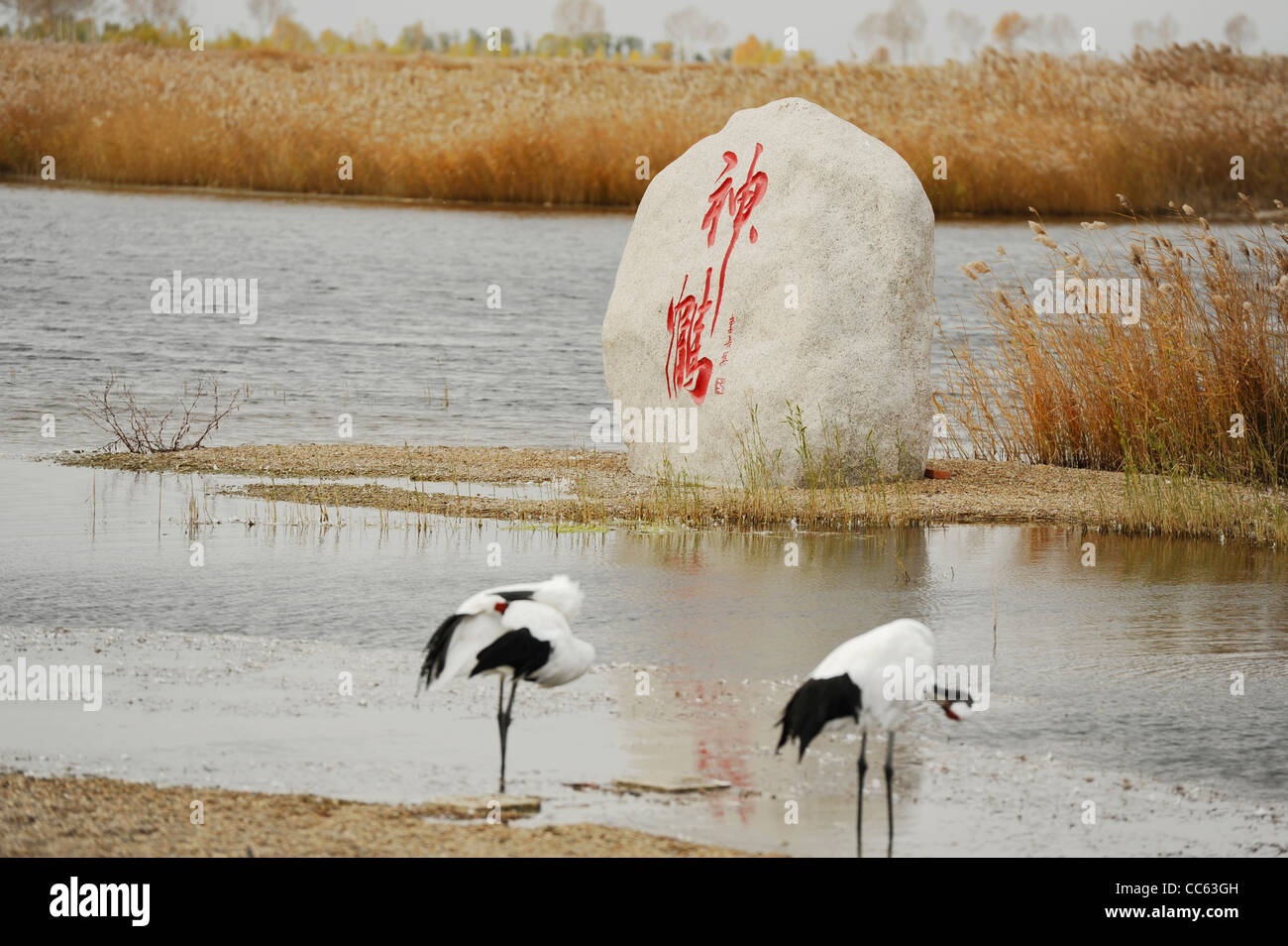 Red-crowned Crane, Zhalong Nature Reserve, Qiqihar, Heilongjiang ...