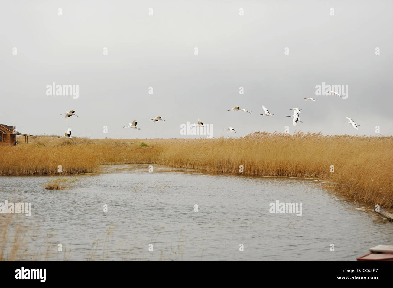 Red-crowned Crane in flight, Zhalong Nature Reserve, Qiqihar ...