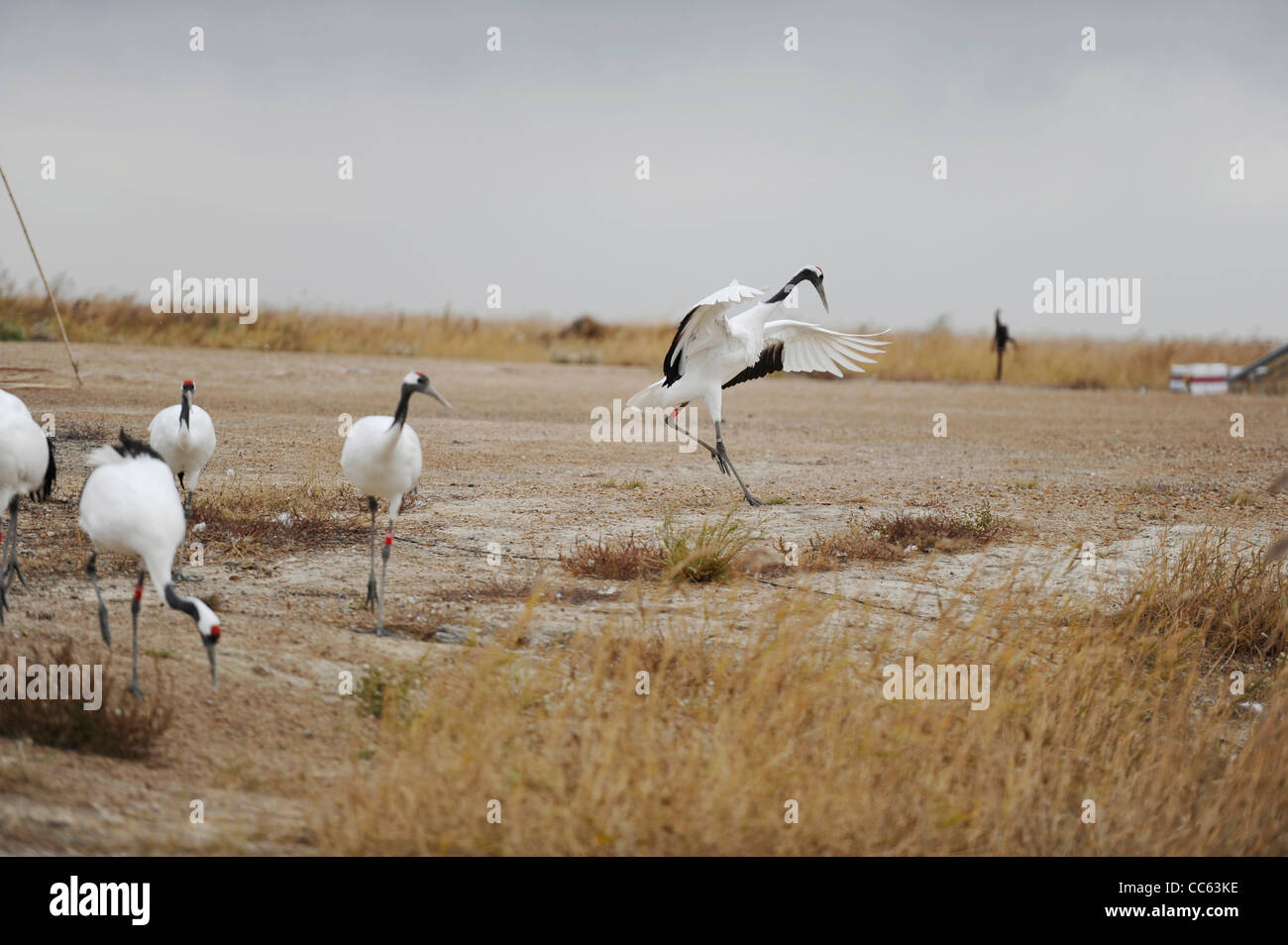 Red-crowned Crane landing, Zhalong Nature Reserve, Qiqihar ...
