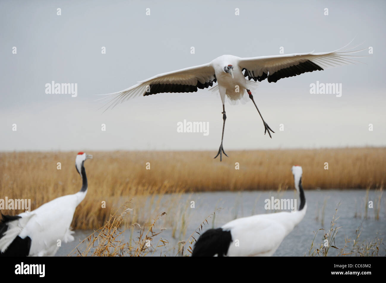 Red-crowned Cranes, Zhalong Nature Reserve, Qiqihar, Heilongjiang ...