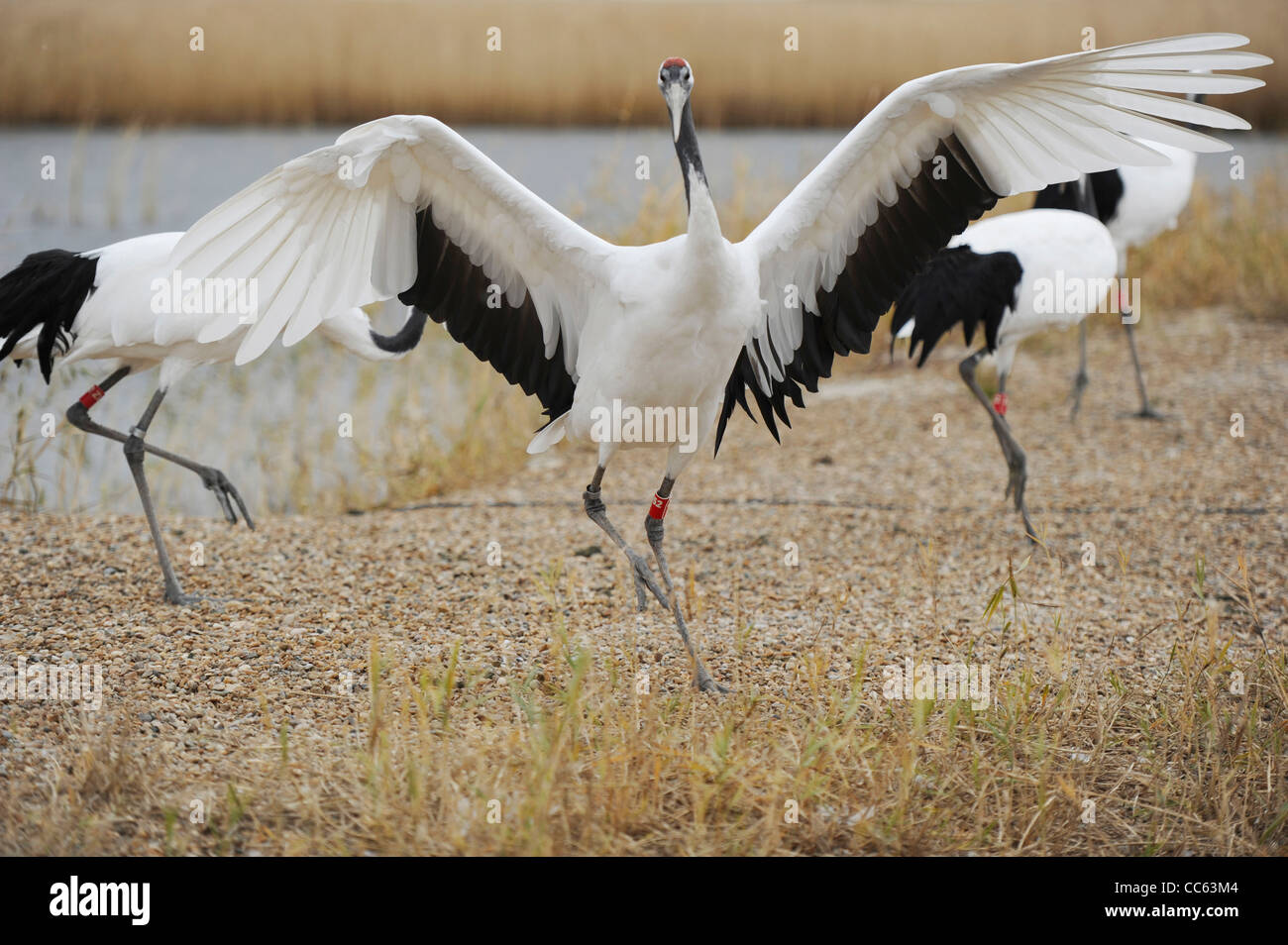 Red-crowned Cranes landing, Zhalong Nature Reserve, Qiqihar ...