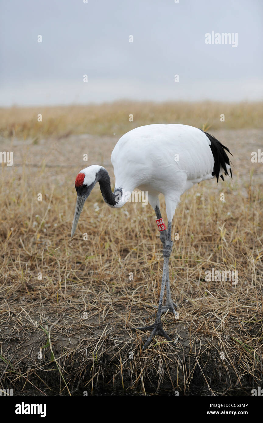 Red-crowned Crane, Zhalong Nature Reserve, Qiqihar, Heilongjiang ...
