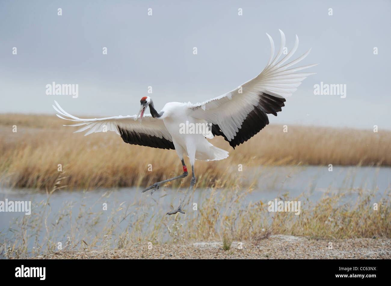Red-crowned Cranes landing, Zhalong Nature Reserve, Qiqihar ...