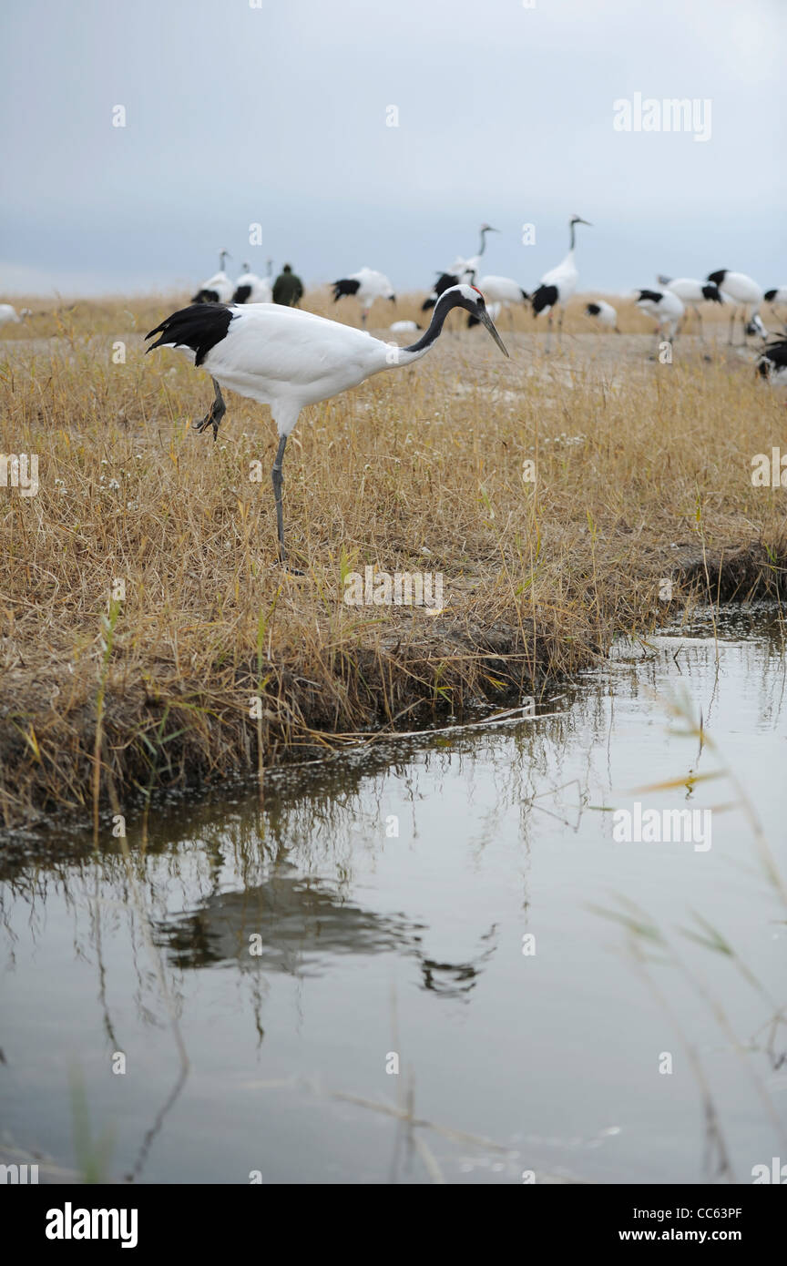 Red-crowned Crane, Zhalong Nature Reserve, Qiqihar, Heilongjiang ...