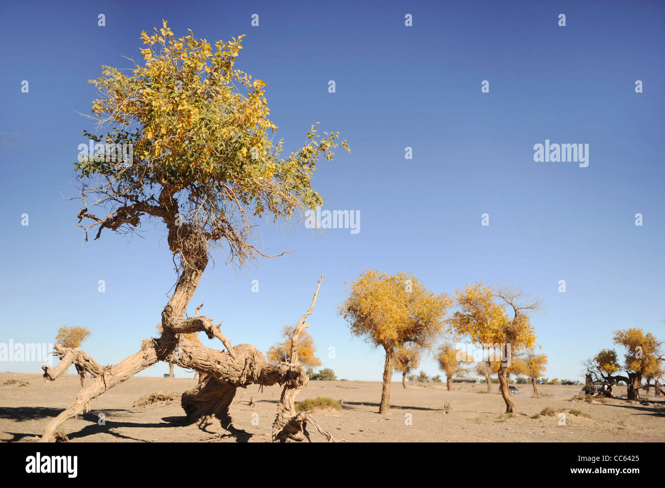 Tarim Euphrates Poplar National Nature Reserve, Xinjiang Uyghur ...