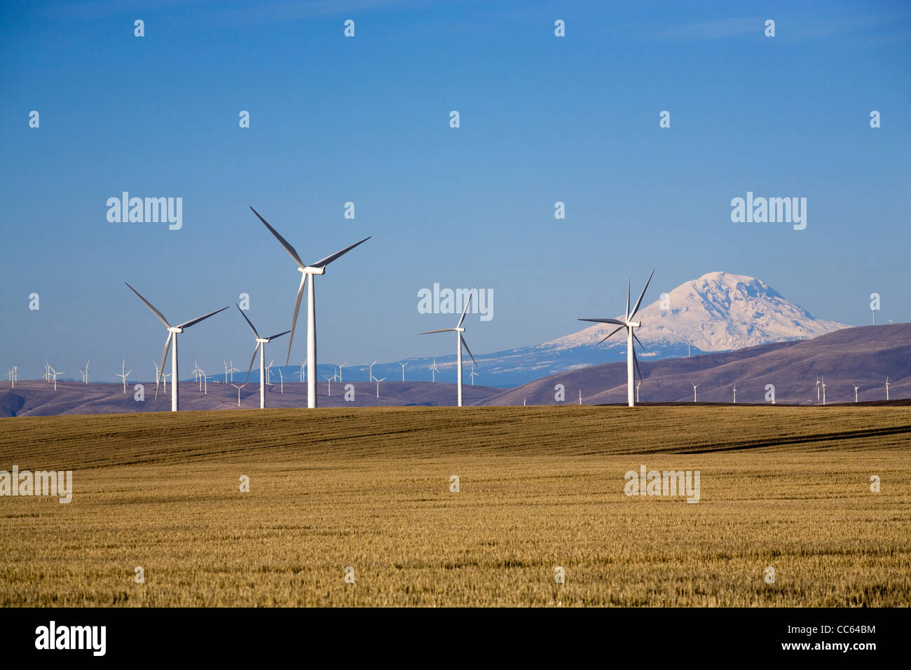 Wind turbines dot the horizon at wind farms along the Columbia River ...