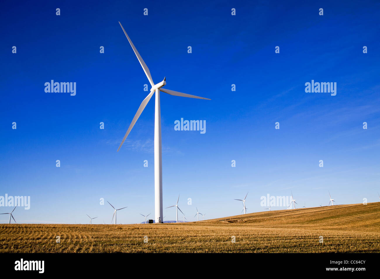 Wind turbines dot the horizon at wind farms along the Columbia River ...