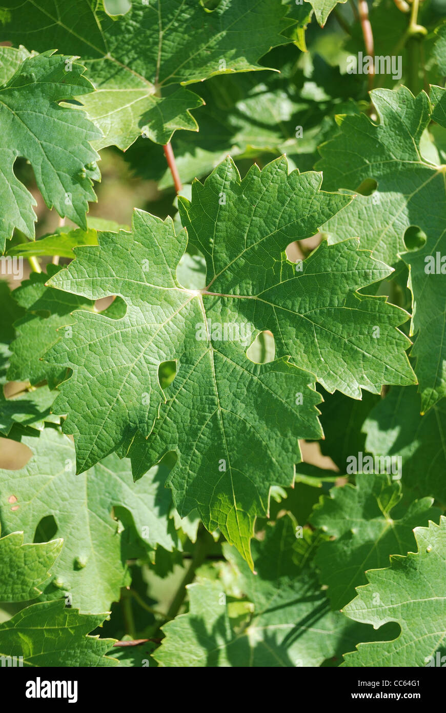 Leave and vine hi-res stock photography and images - Alamy