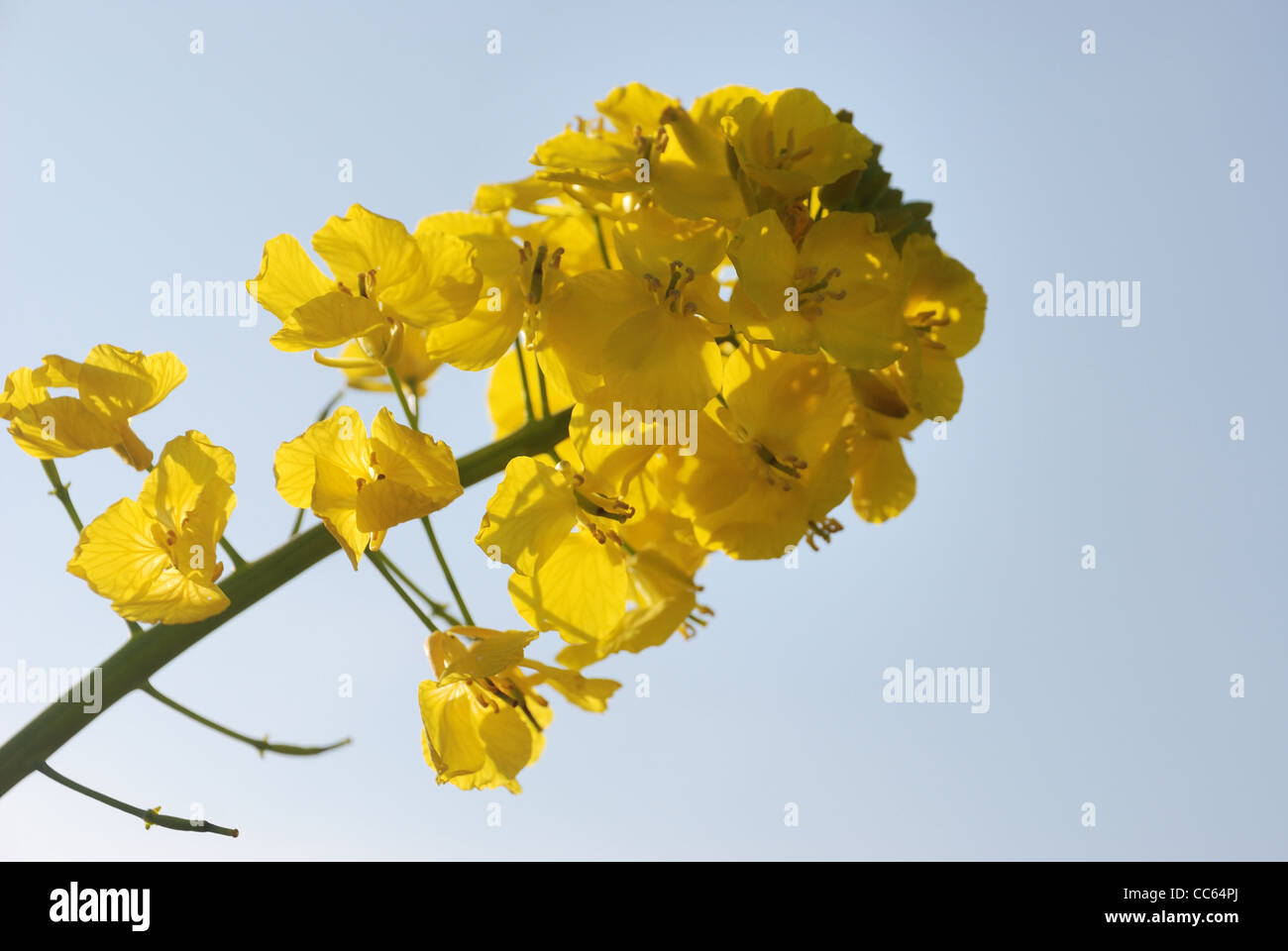 Flower of rape Stock Photo - Alamy