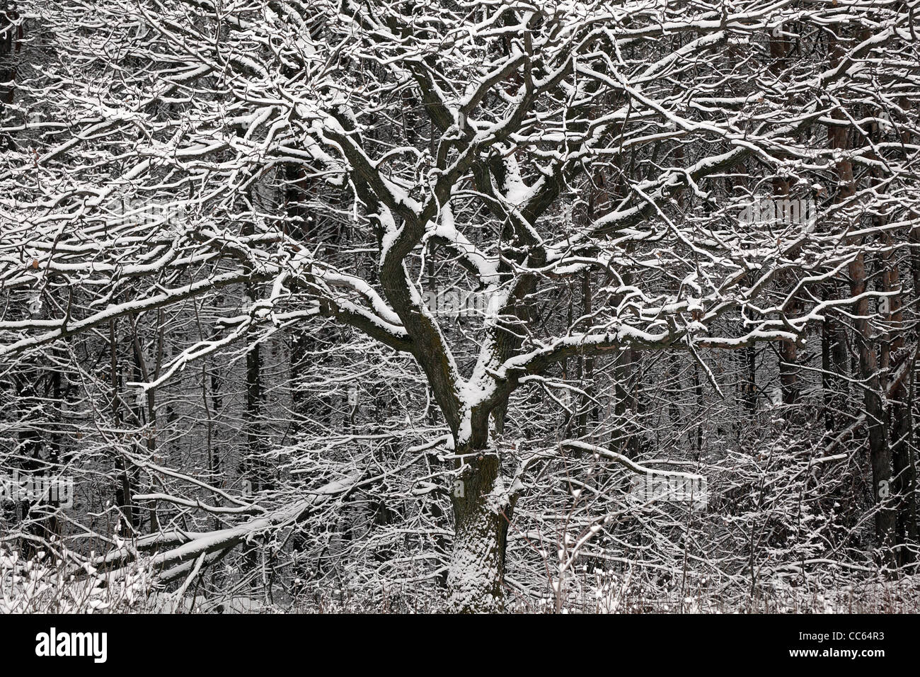 Winter forest scene. Close-up snow tree Stock Photo - Alamy