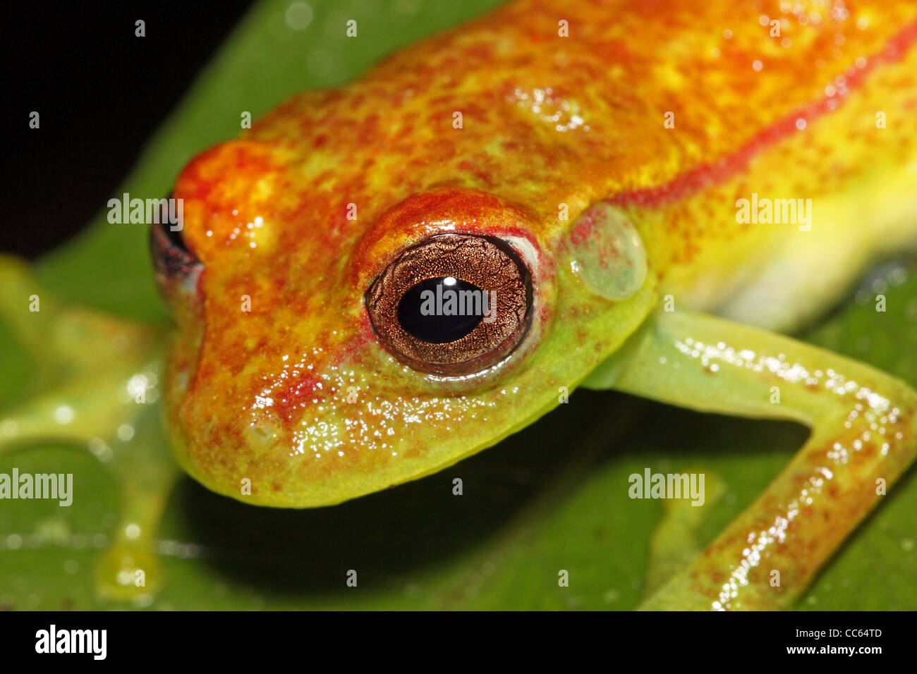 Polkadot poison frog hi-res stock photography and images - Alamy