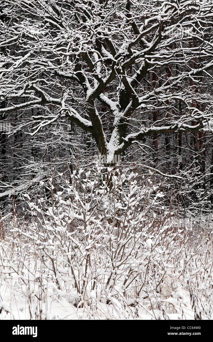 Winter forest scene. Close-up snow tree Stock Photo - Alamy