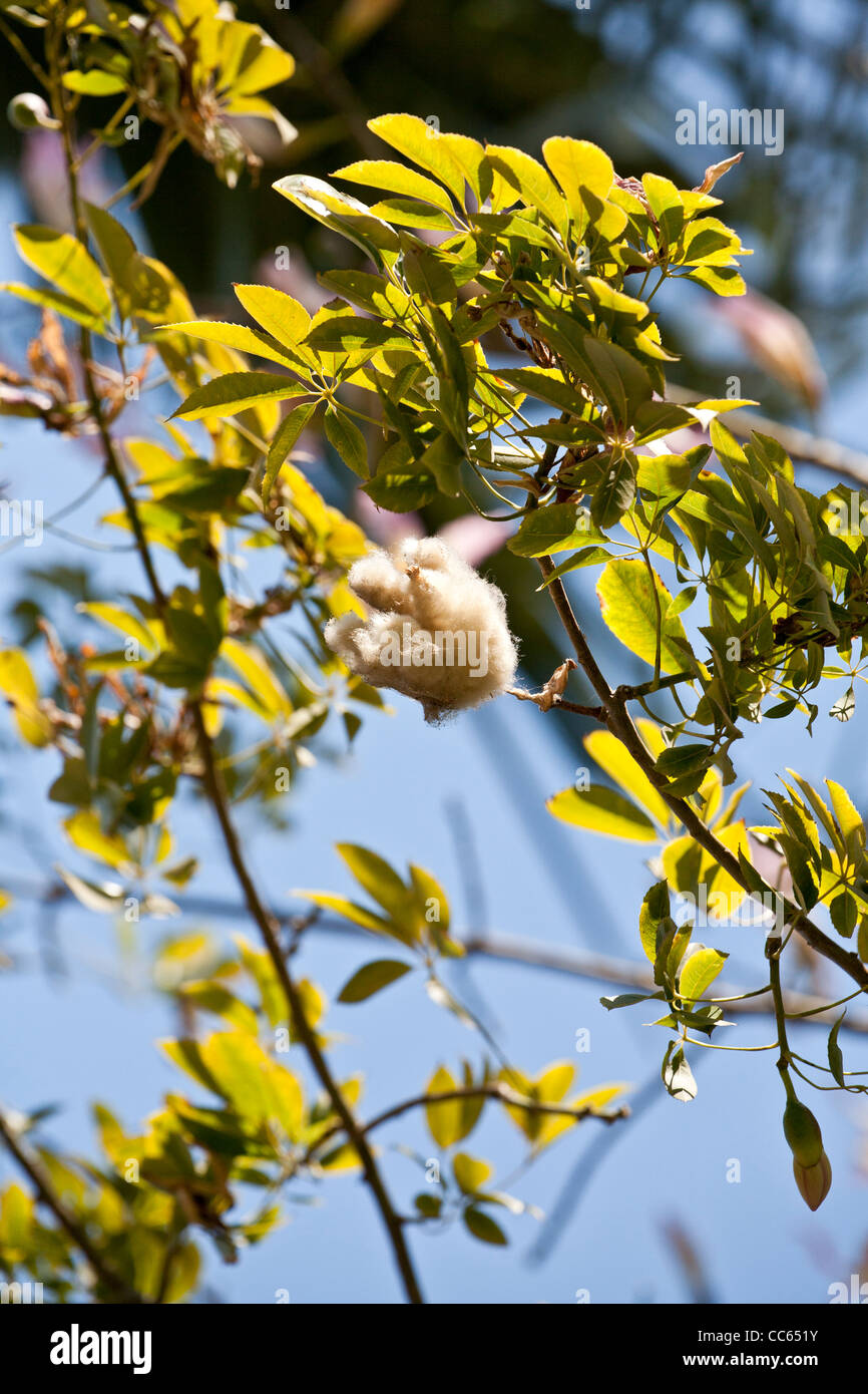 Ripe seed pod splitting open to reveal Kapok on a Kapok tree of the ...