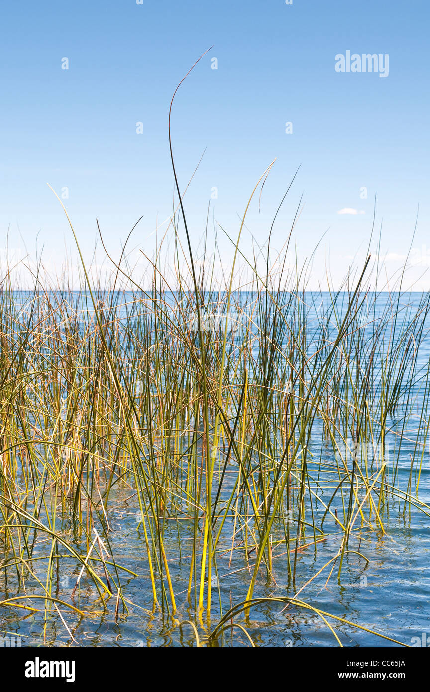 Peru, Totora Reeds surrounding Suasi Island in Titicaca National ...