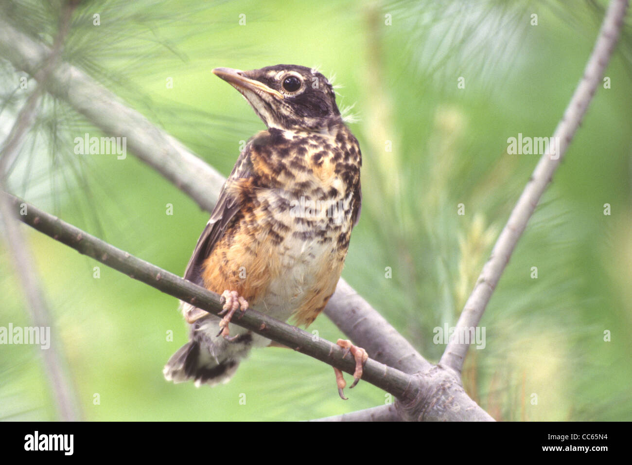 American Robin fledgling Stock Photo - Alamy