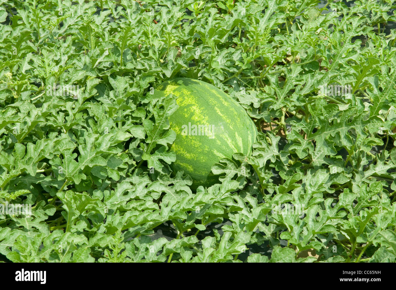 Watermelon in the field Stock Photo - Alamy