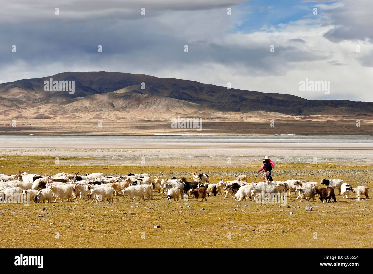 Tibet china sheep hi-res stock photography and images - Alamy