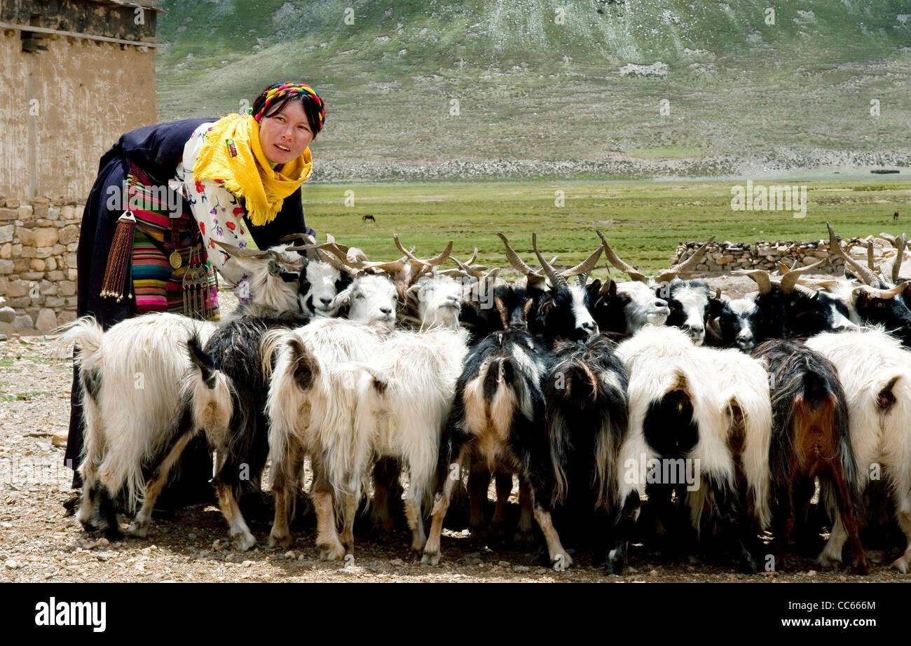 Tibetan goat hi-res stock photography and images - Alamy