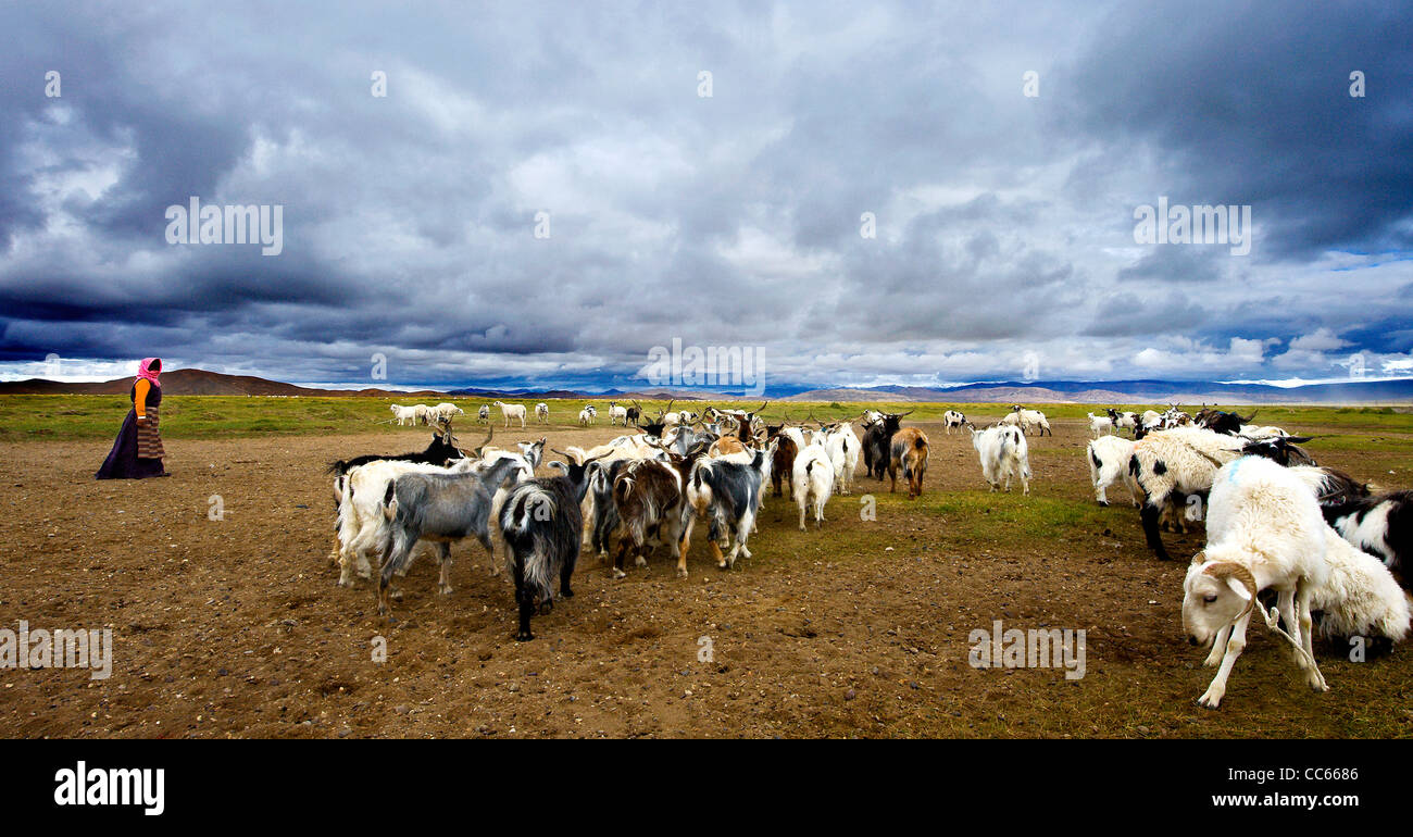 Tibetan goat hi-res stock photography and images - Alamy