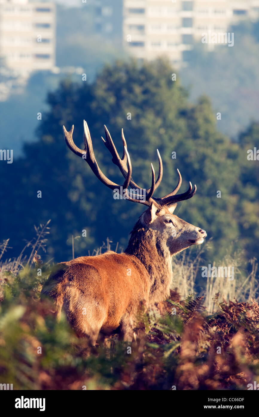 Roehampton hi-res stock photography and images - Alamy