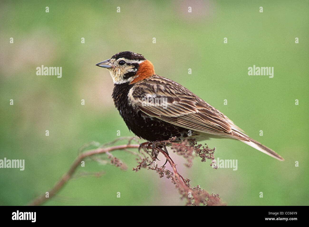 Longspurs High Resolution Stock Photography and Images - Alamy