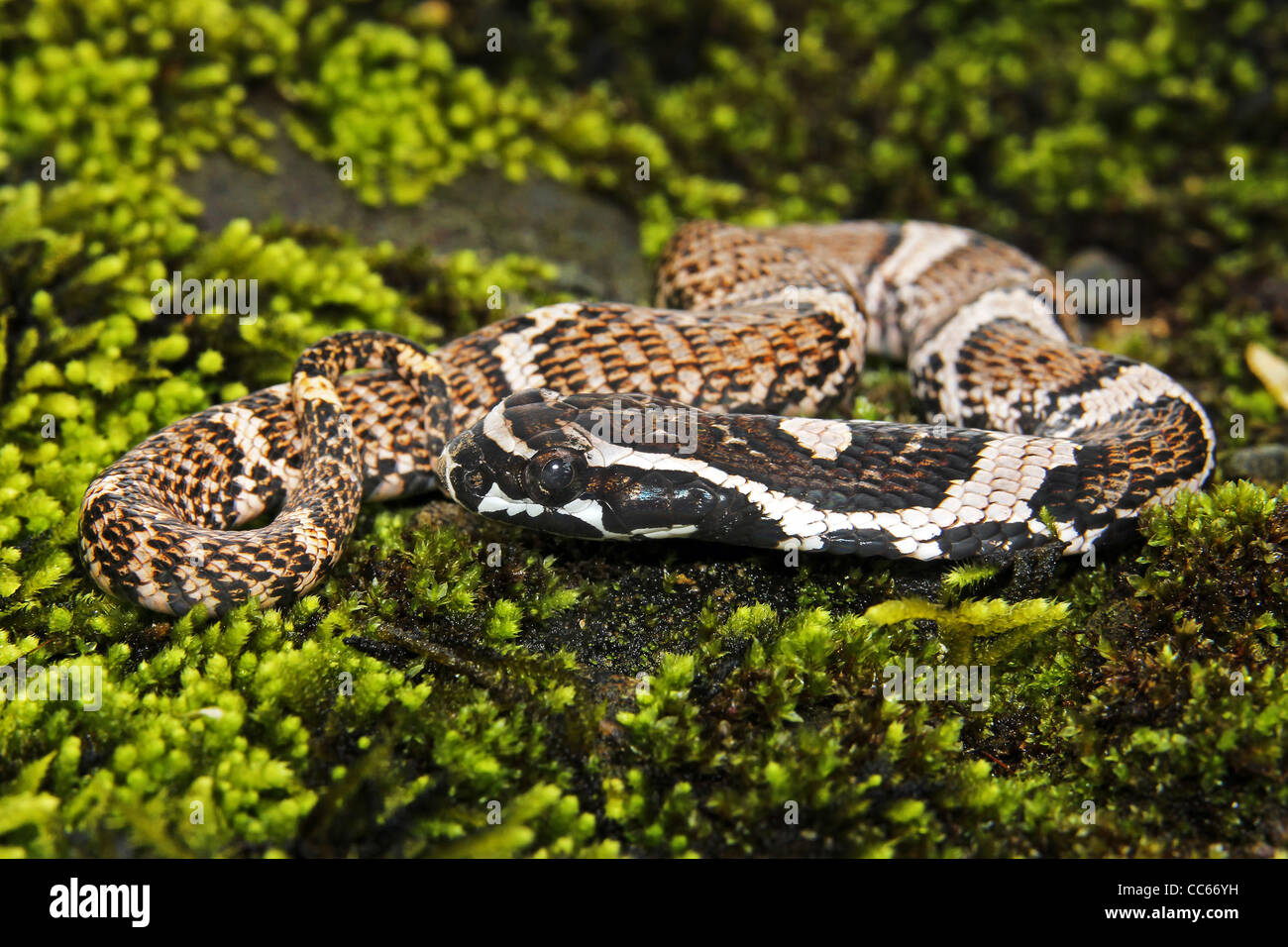 Baby adder hi-res stock photography and images - Alamy